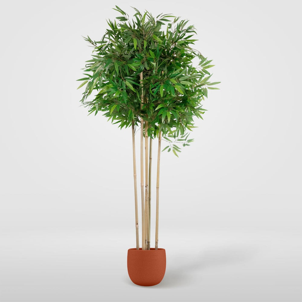 Bambú Oriental - Blaine