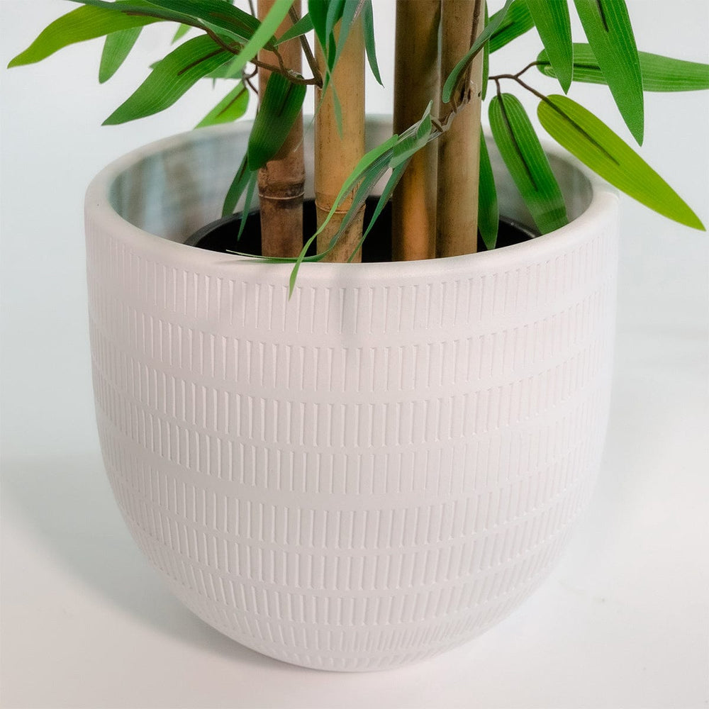 Bambú Oriental - Blaine