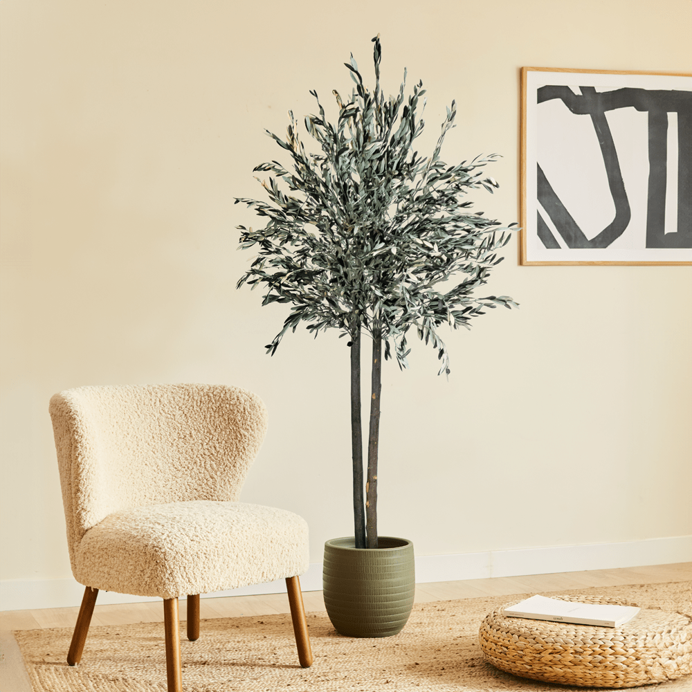 Preserved olive tree